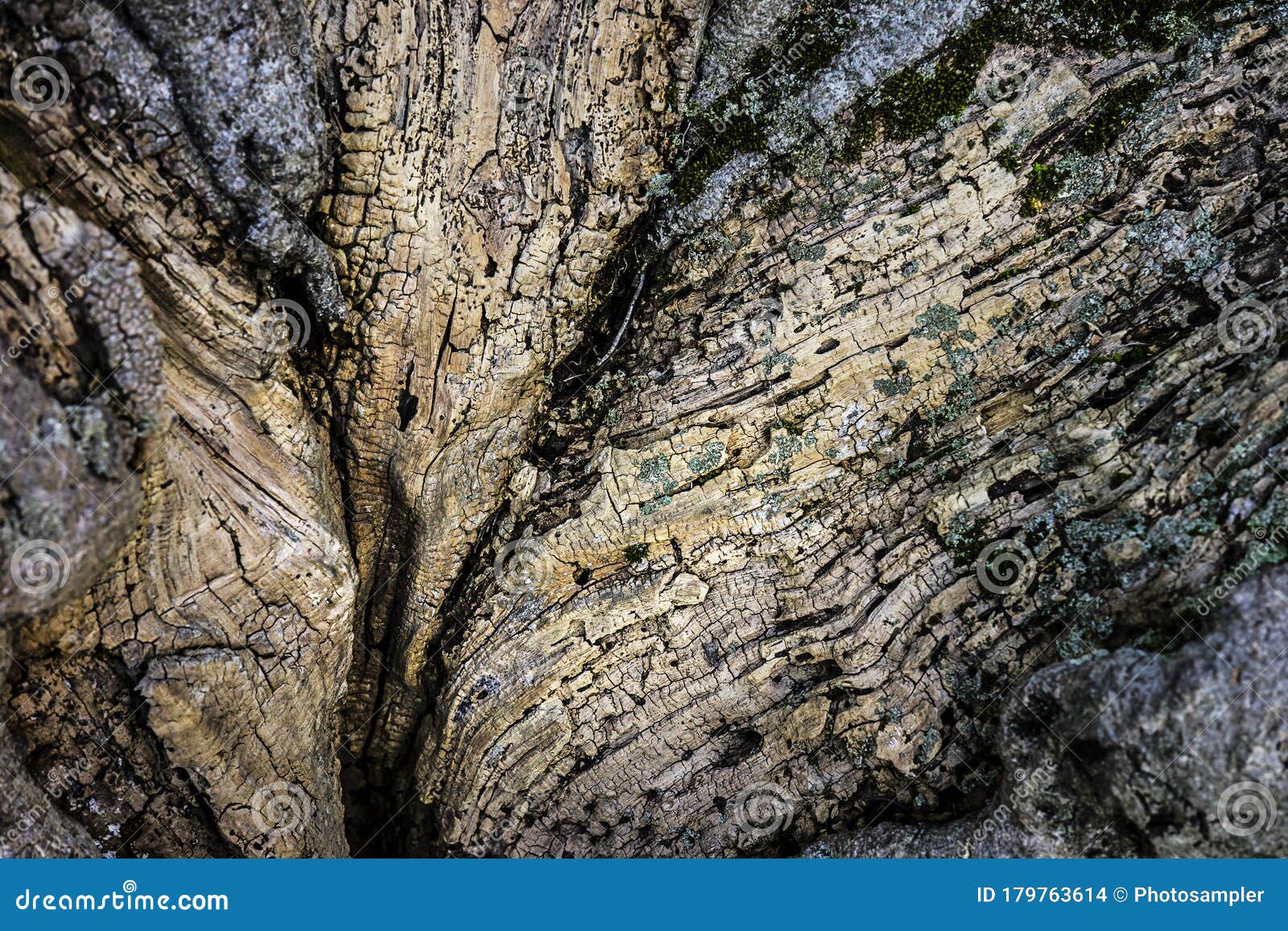 Very Old Rotten Tree Close Up View Stock Photo - Image of curved ...