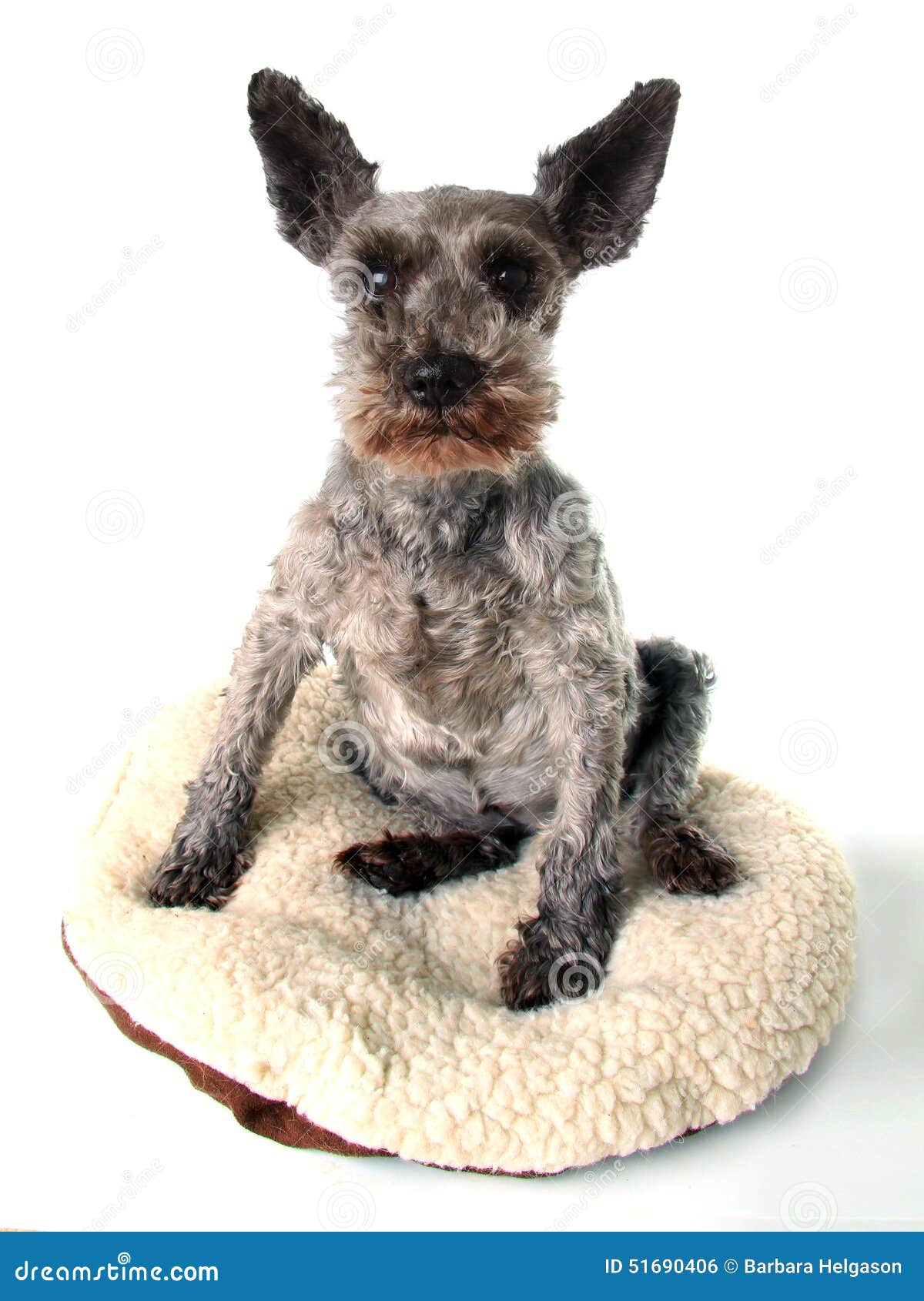 Very old Schnauzer stock photo. Image of schnauzer, grey - 51690406
