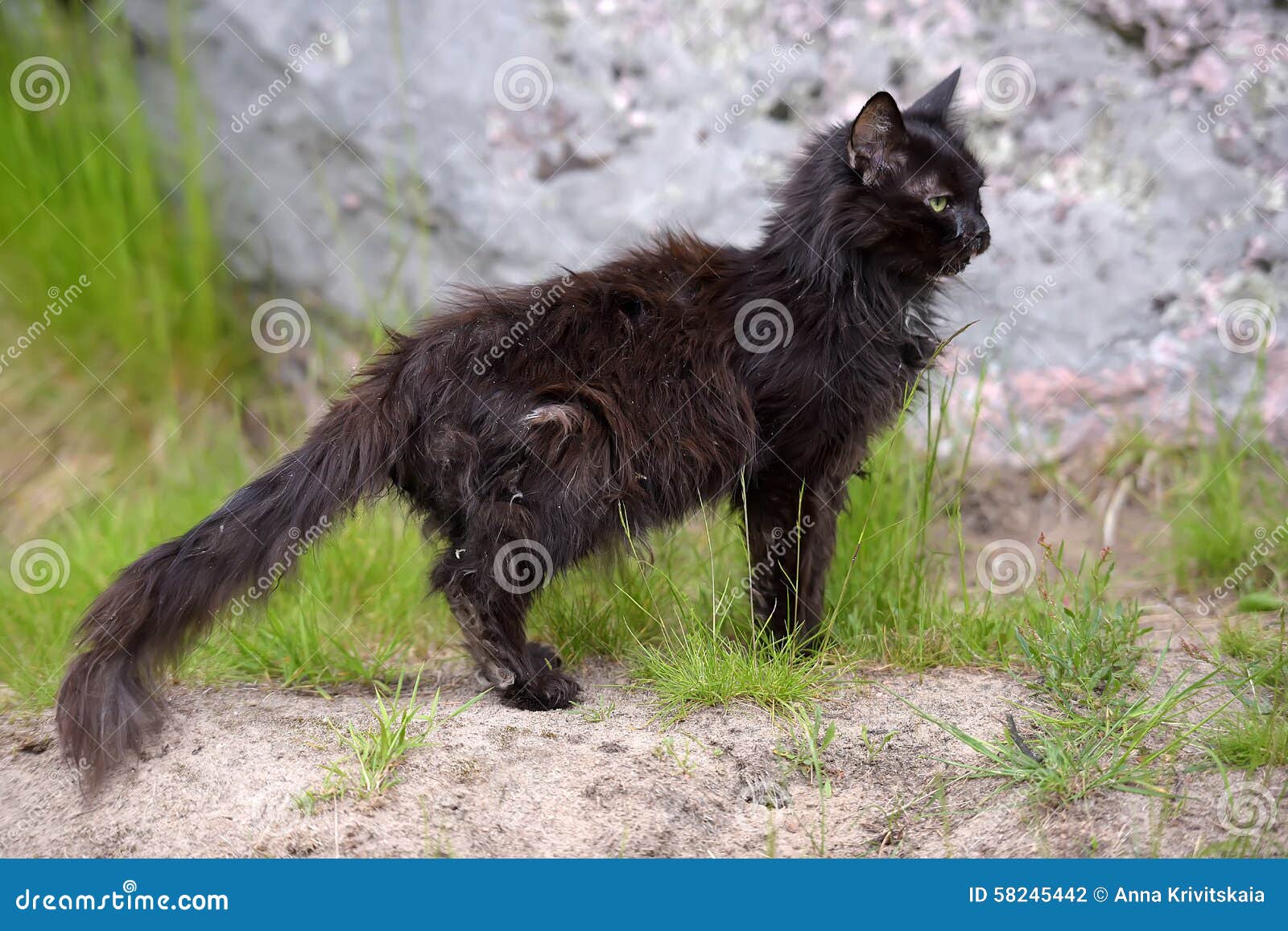 Very Old Sick Emaciated Cat Stock Photo - Image of domestic, small ...