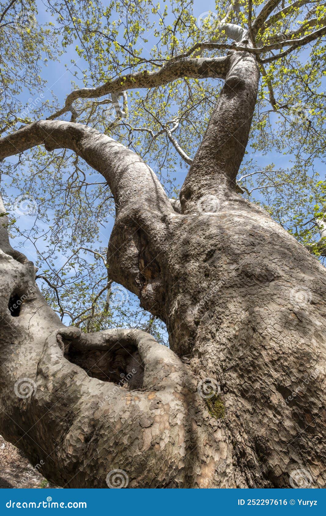 Very old sycamore stock photo. Image of sunny, green - 252297616