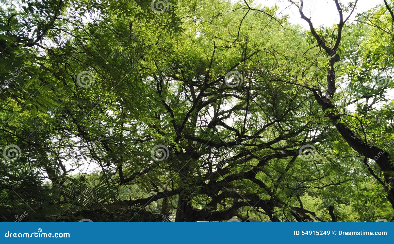 Very old tamarind tree stock image. Image of tamarind - 54915249