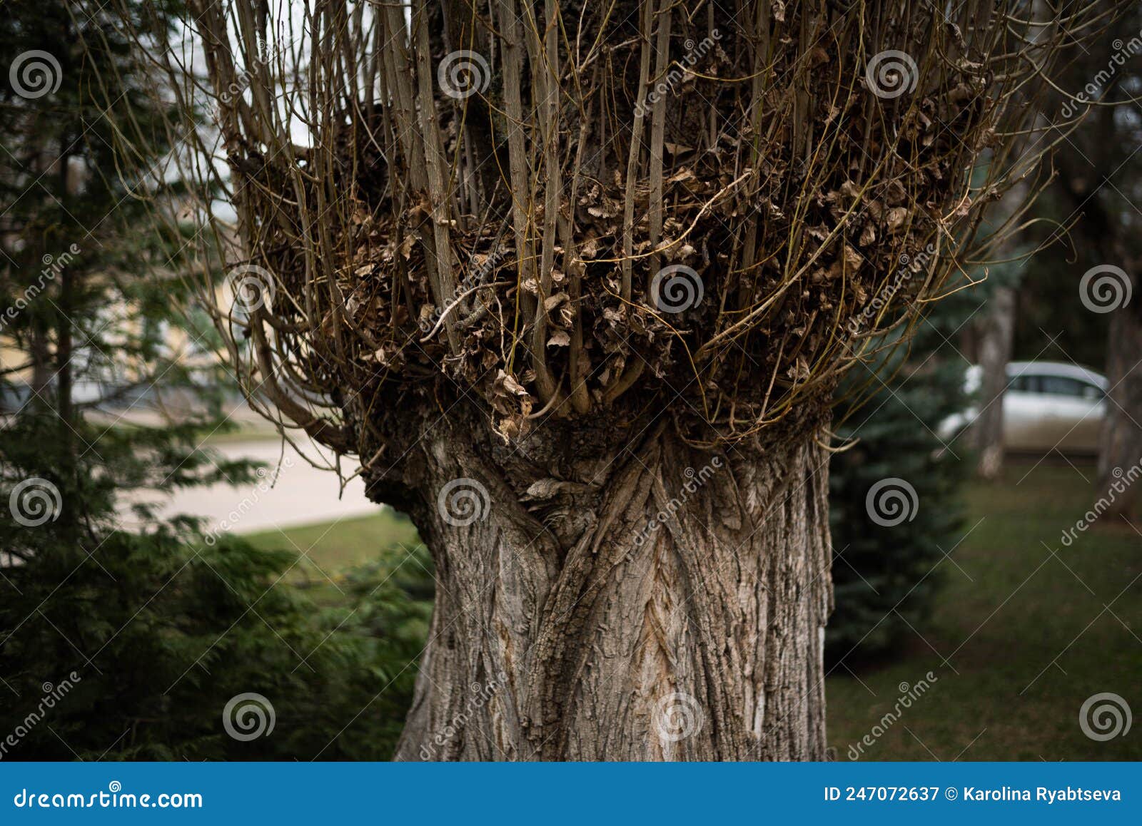 A very old thick tree stock image. Image of covered - 247072637