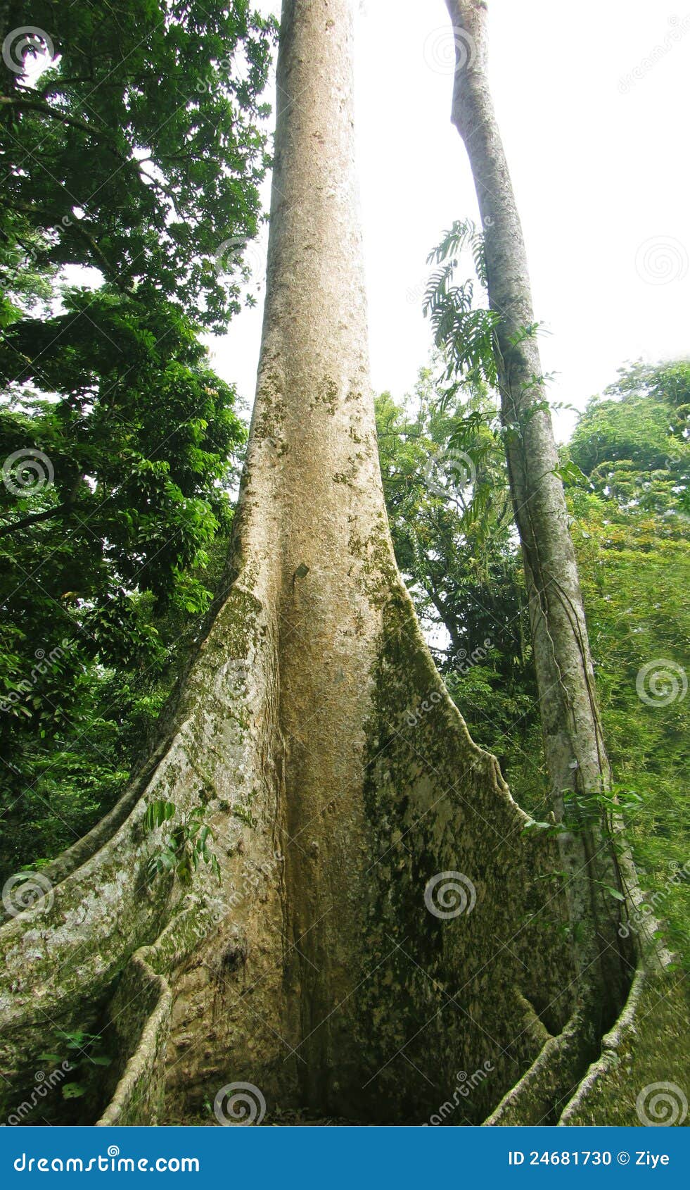 Very old tree stock photo. Image of attraction, sunny - 24681730