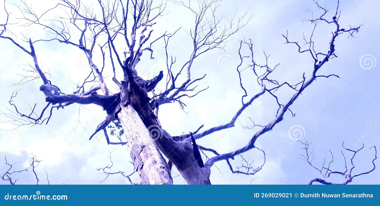 Very Old Tree with Branches Nature Stock Image - Image of tree, nature ...