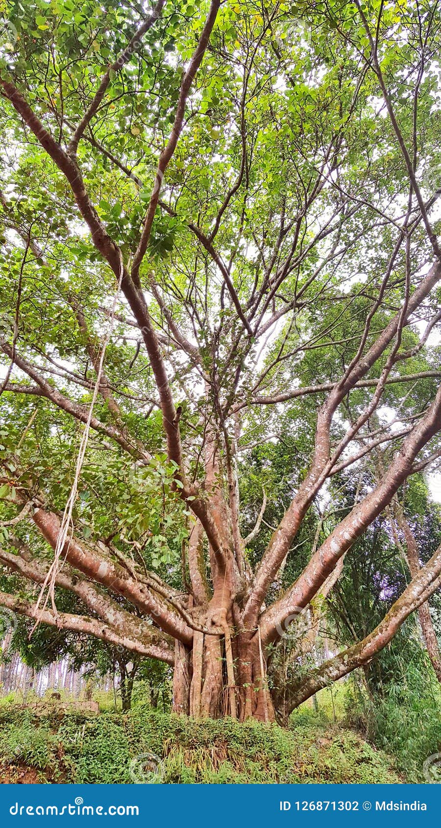 Old tree in dense forest stock photo. Image of ecology - 126871302