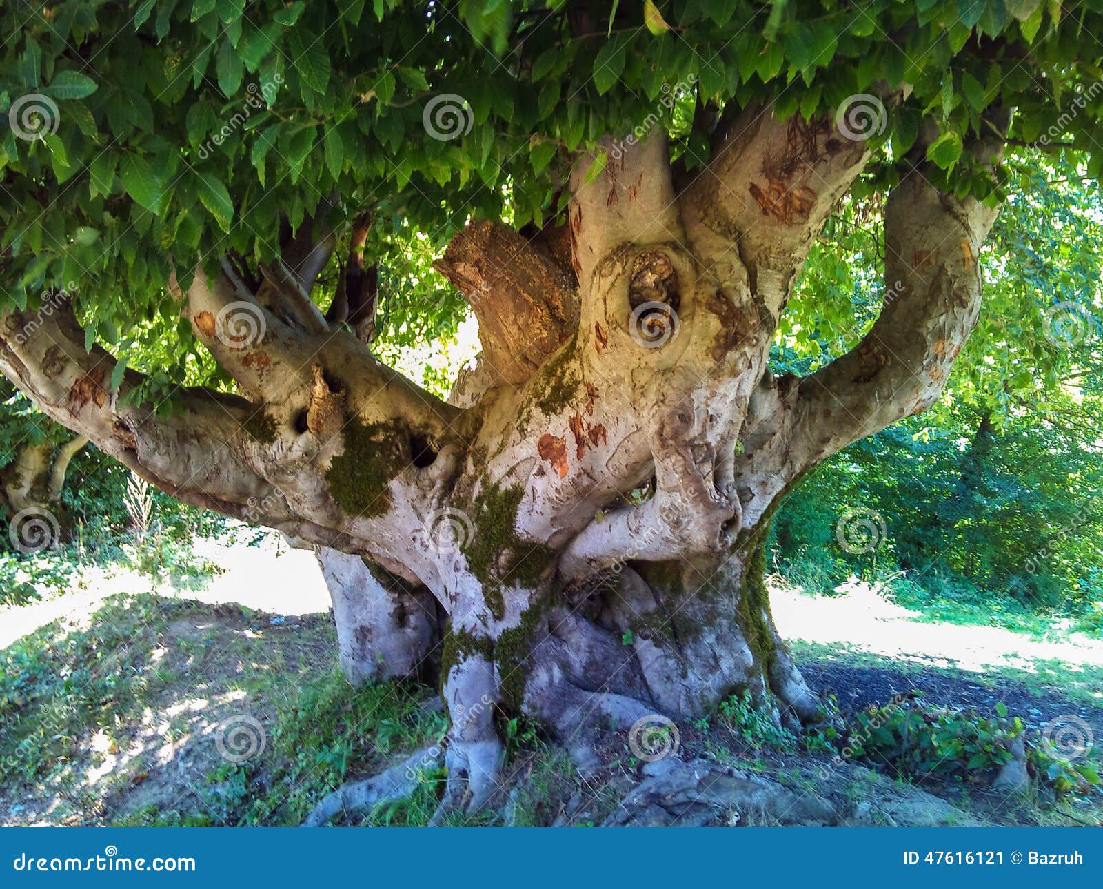 Very old tree stock image. Image of garden, nature, outdoor - 47616121