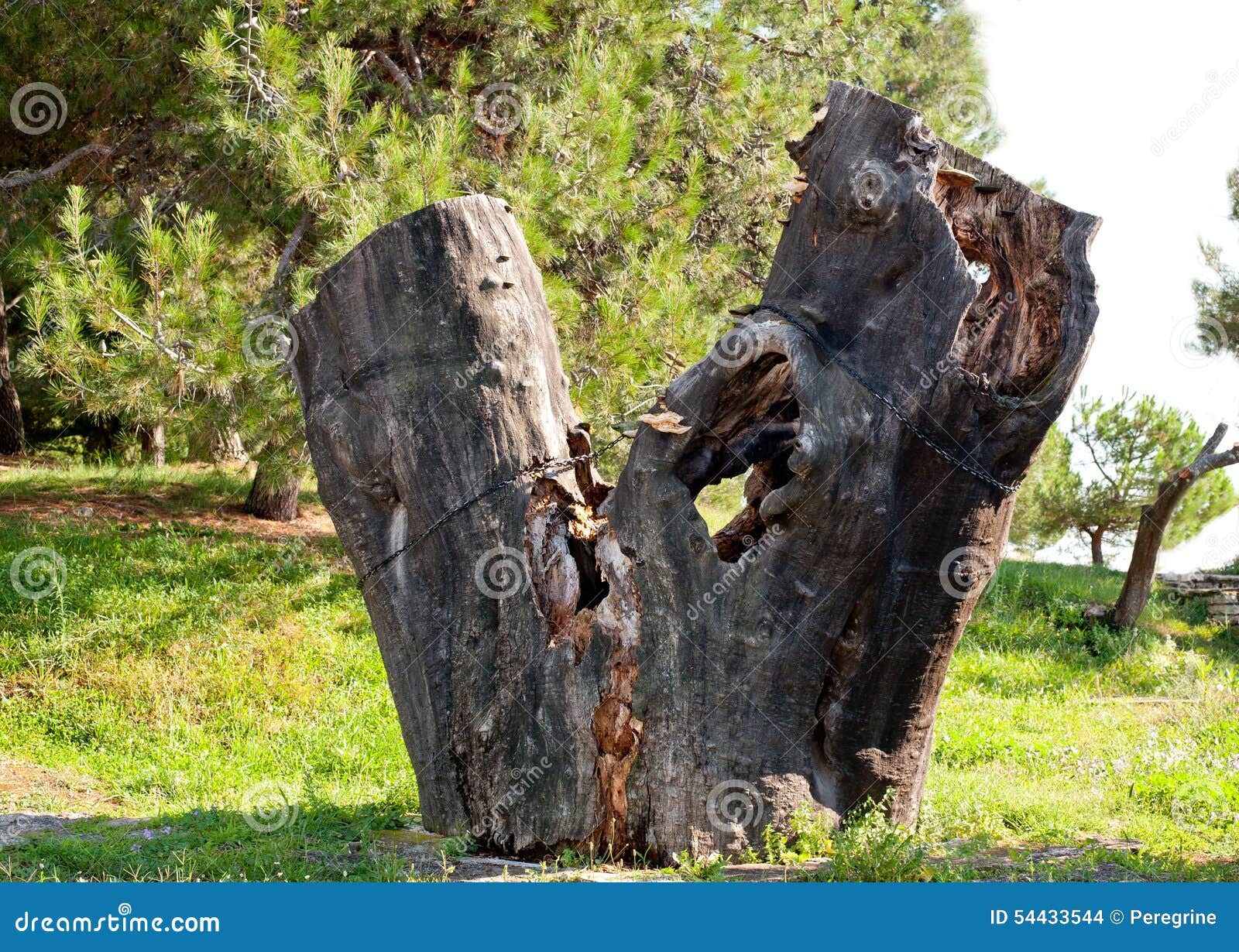 Very Old Tree on a Green Lawn Stock Photo - Image of tree, flora: 54433544
