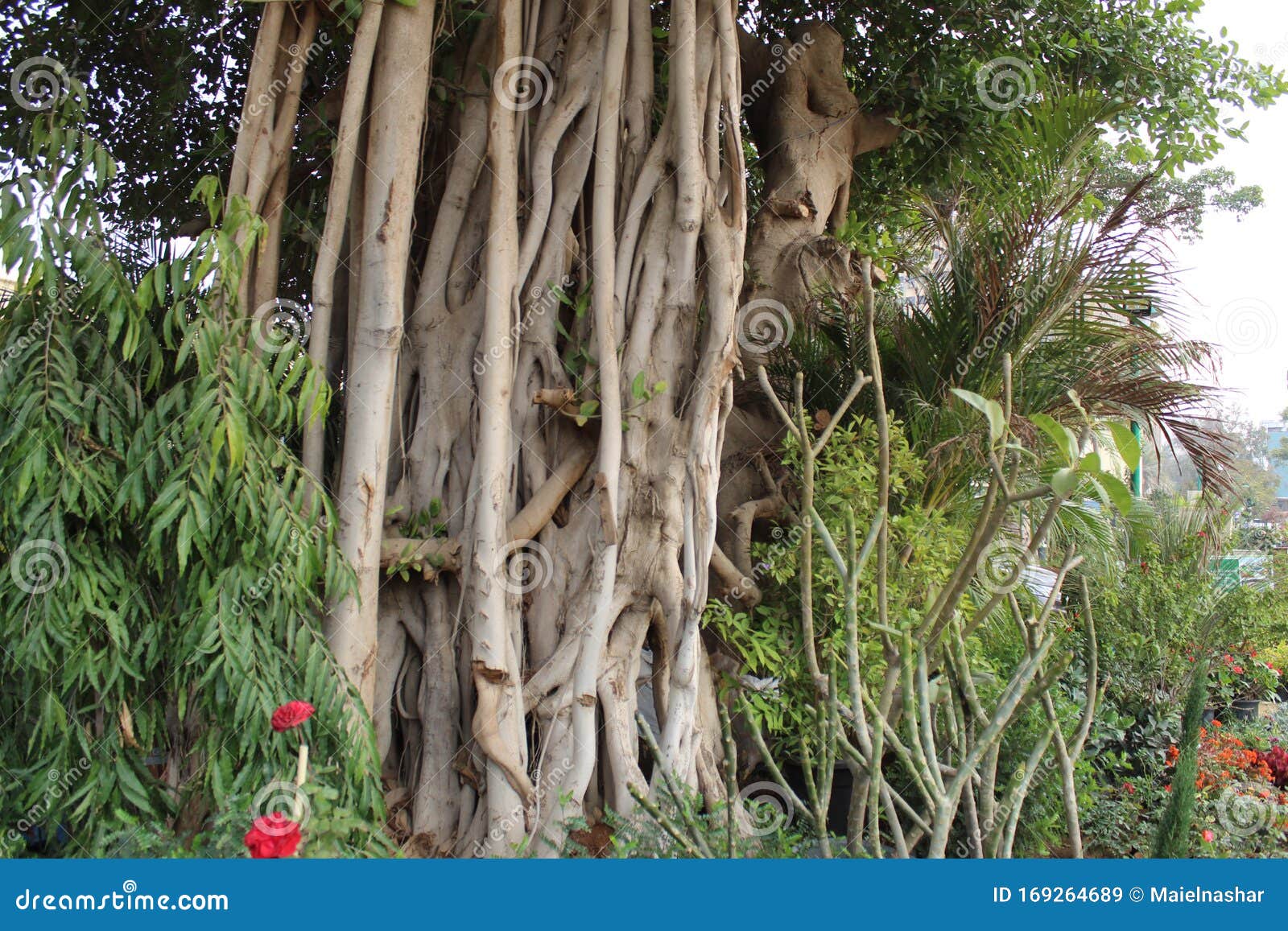 Very Old Tree Having Lot of Branches in CairoEgypt. Old Tree of India ...