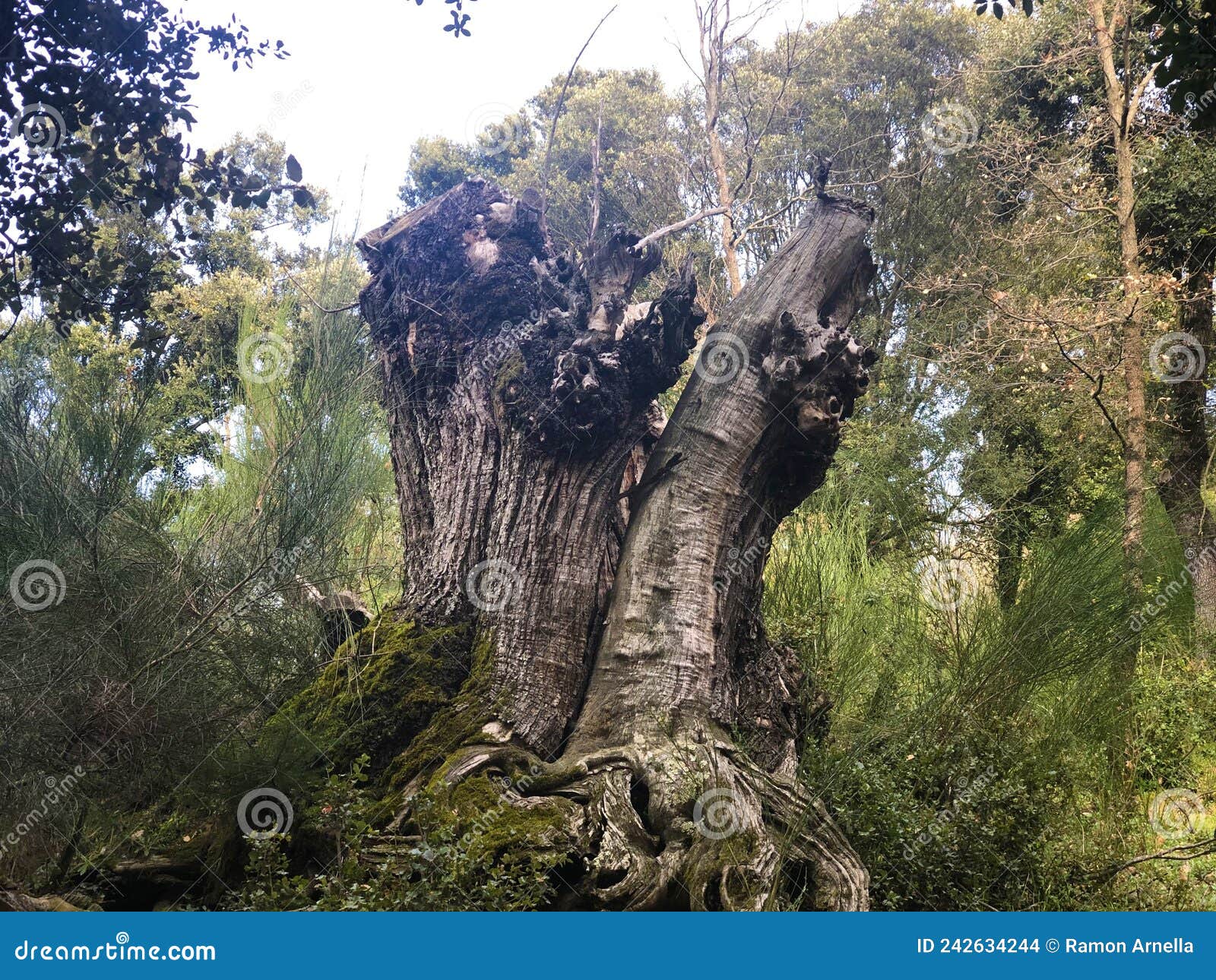 Very old tree stock photo. Image of deciduous, woodland - 242634244