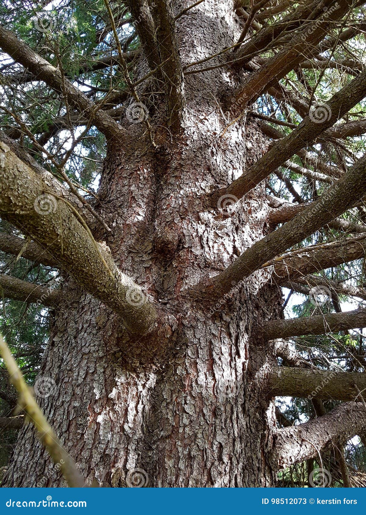 Very old tree stock image. Image of tree, nature, branches - 98512073