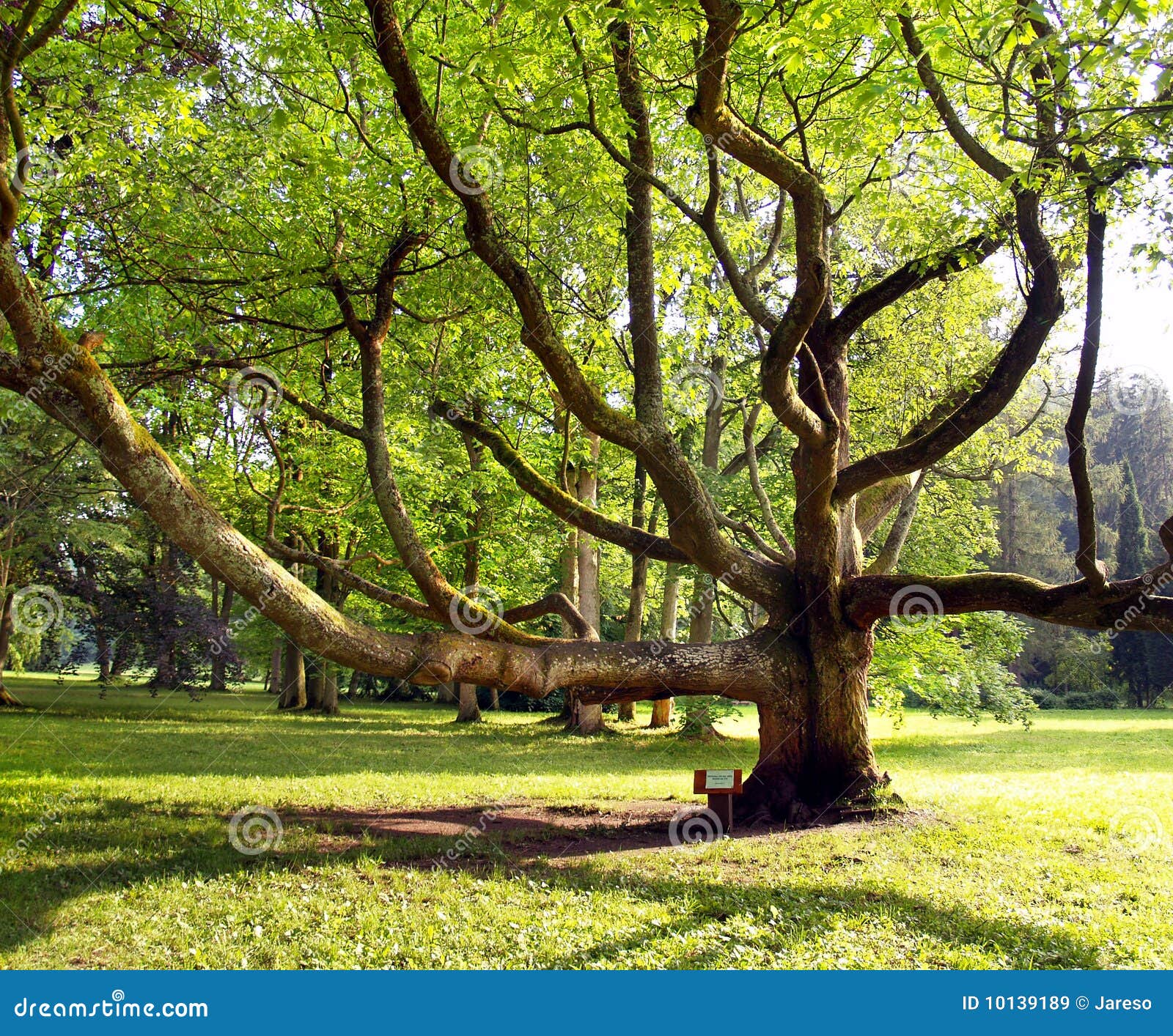 Very old tree in the park stock image. Image of flora - 10139189