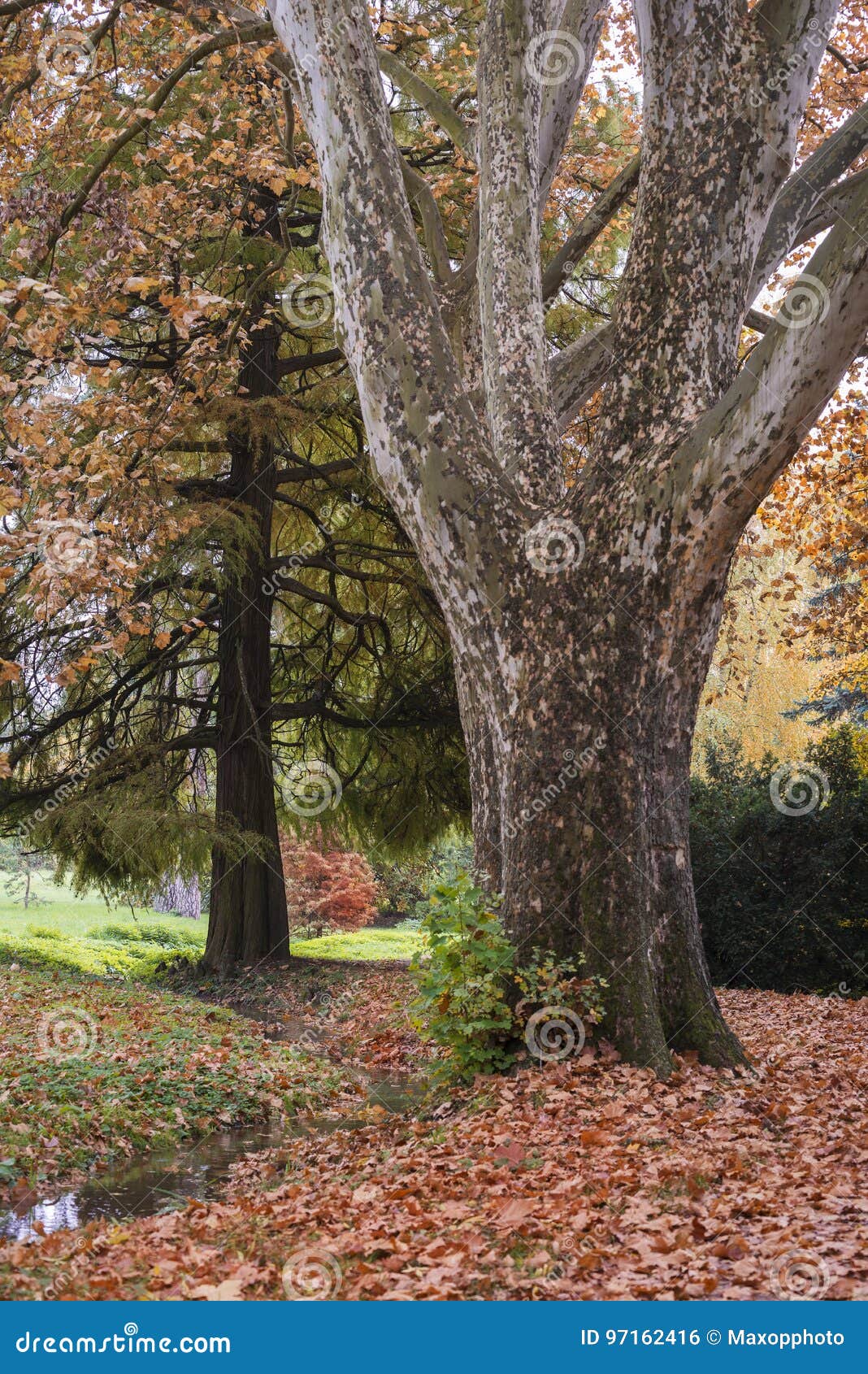 Very Old Tree in the Park in the Fall and Foliage on Ground Stock Photo ...