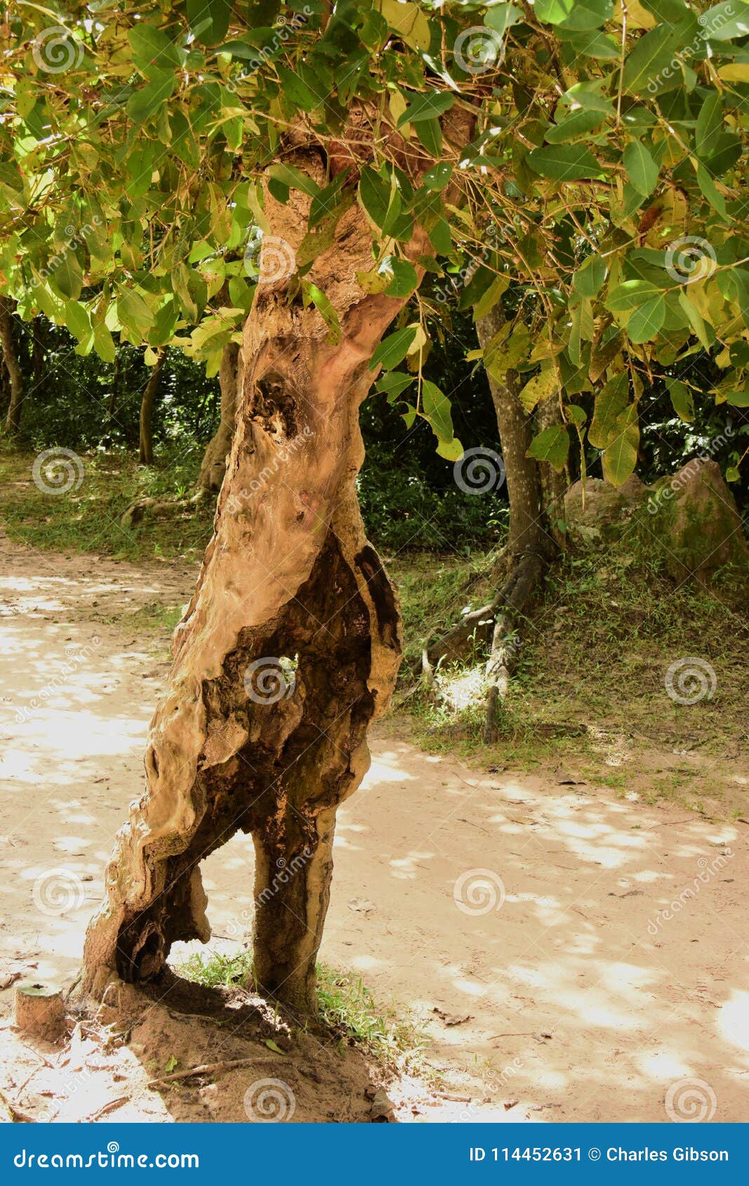 Rotted tree stock image. Image of angkor, rotted, vast - 114452631