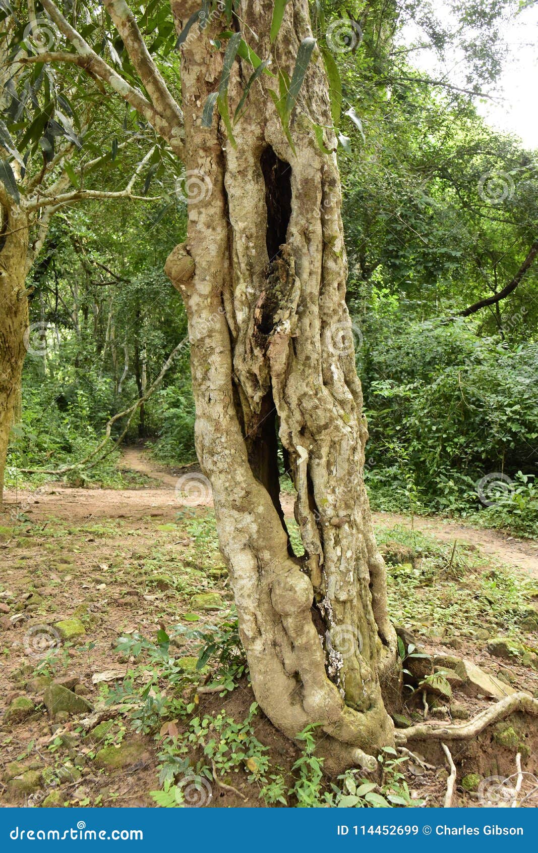 Rotted tree stock image. Image of cambodian, tree, flora - 114452699
