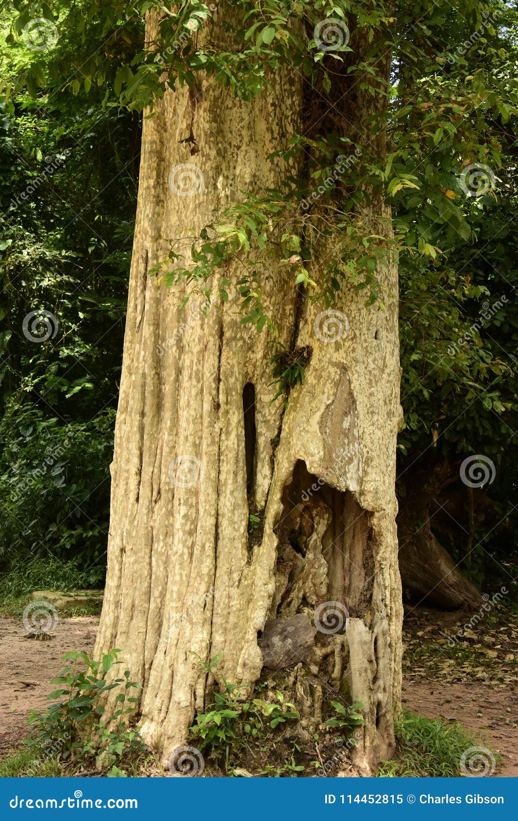 Rotted tree stock image. Image of deciduous, rotting - 114452815