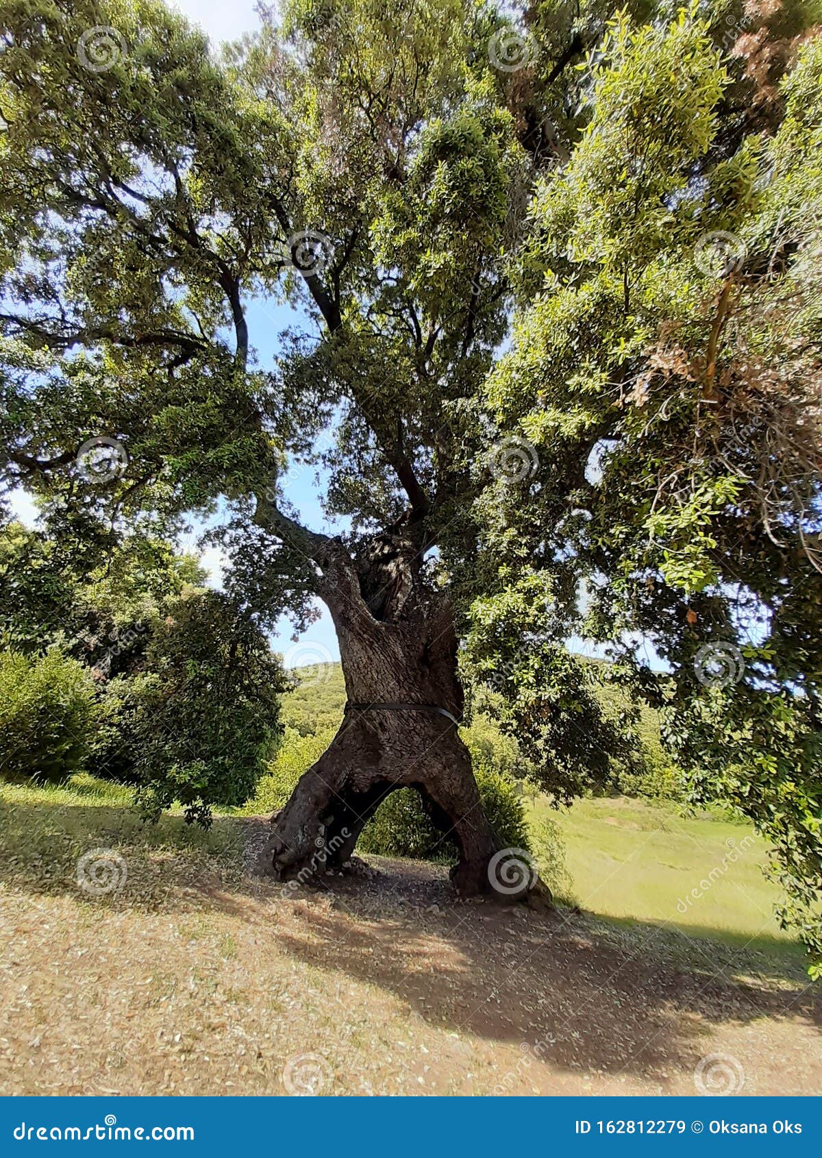 Very old tree in Spain stock image. Image of tree, forest - 162812279