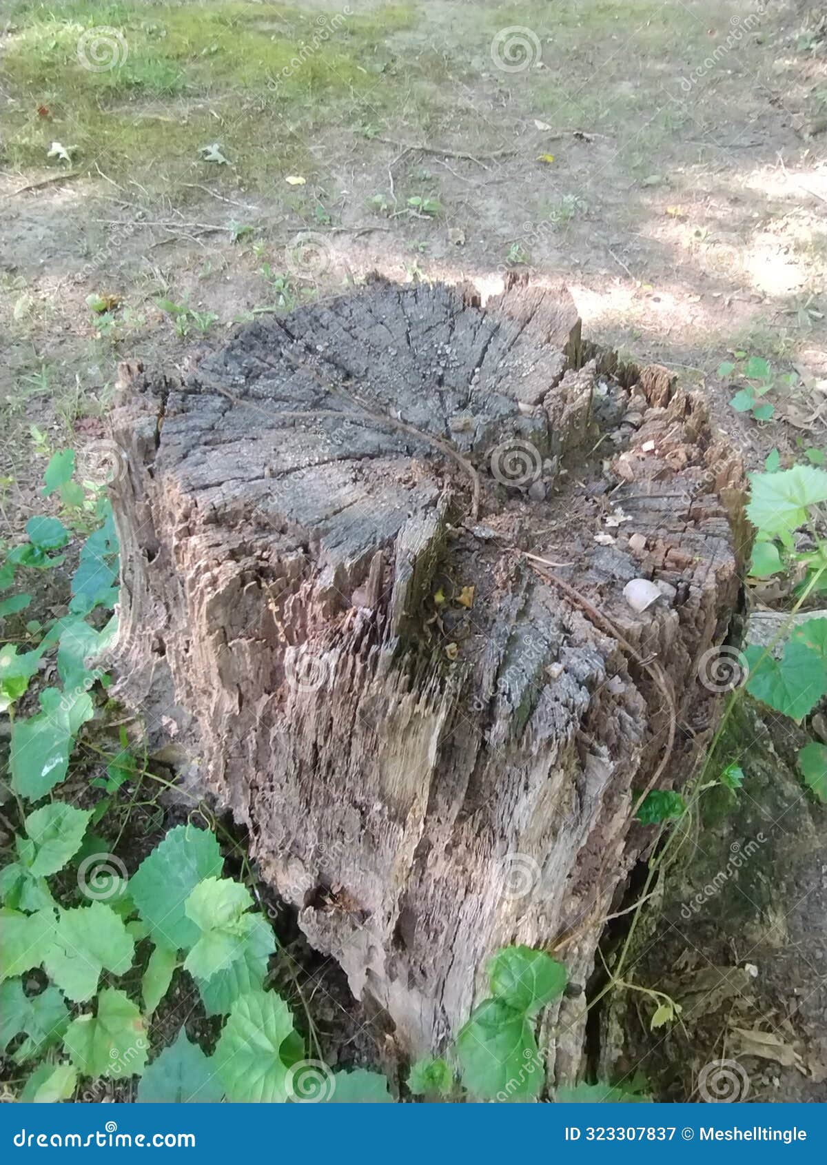 Very Old Tree Stump Decaying Stock Image - Image of wood, decaying ...