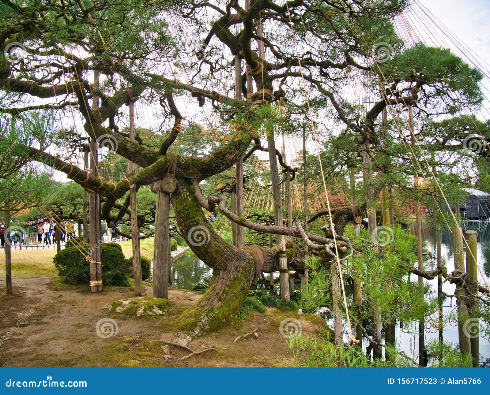 A Very Old Tree Supported by Poles in the Traditional Japanese Style ...
