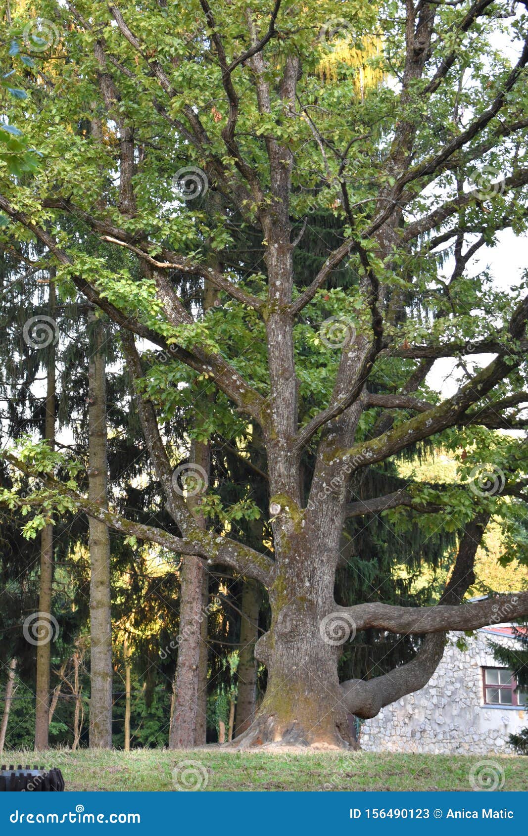 Very Old Tree in the Town of Youth. Zagreb Stock Image - Image of ...