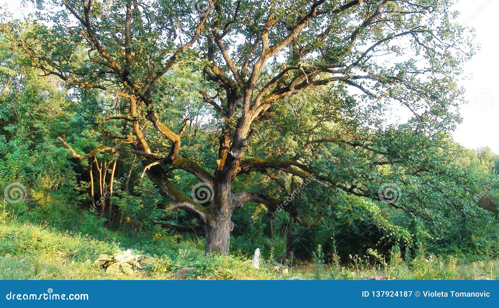 Very old tree stock image. Image of trree, caesarea - 137924187