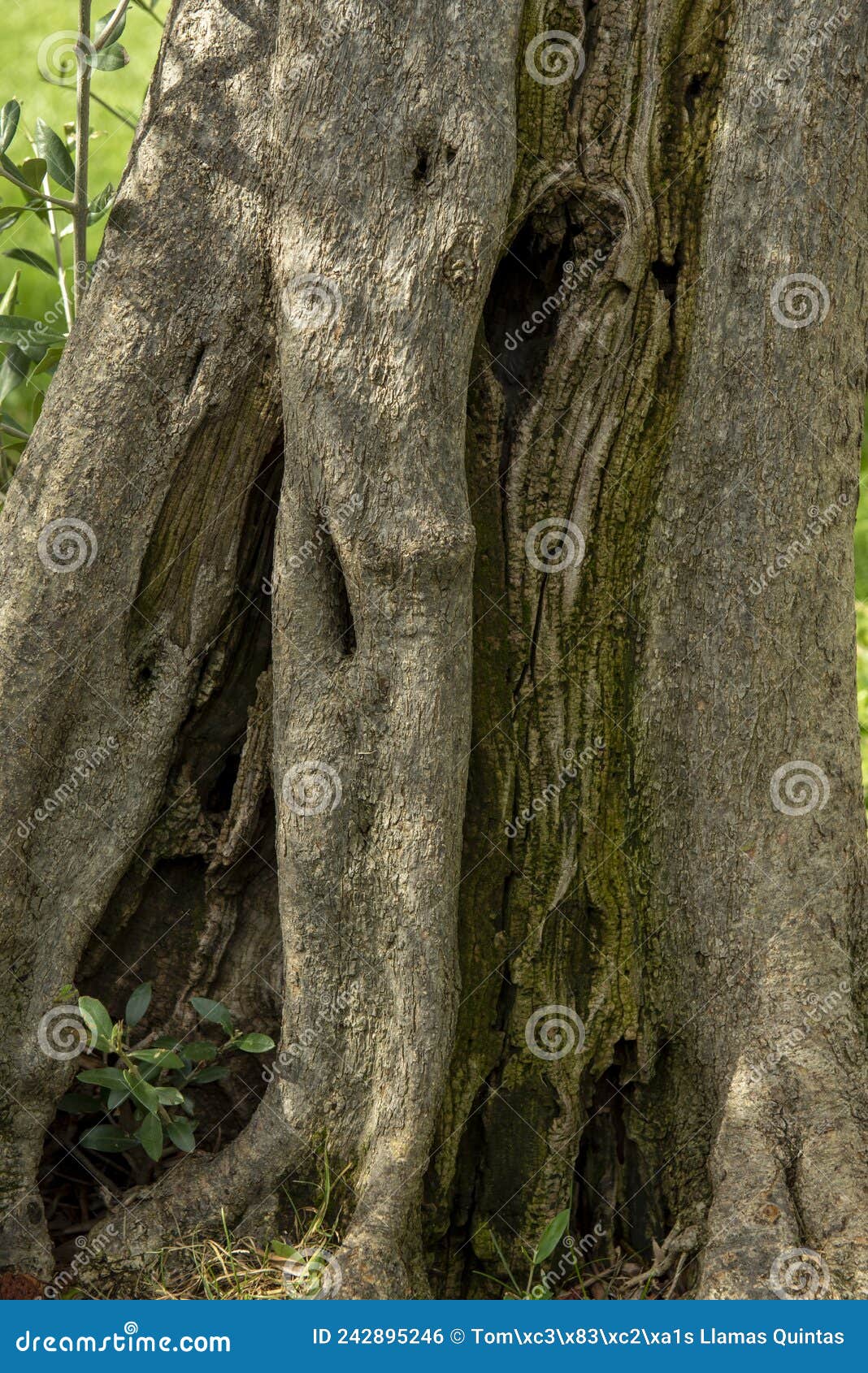Very Old Tree Trunk with Different Knots Stock Photo - Image of junceum ...