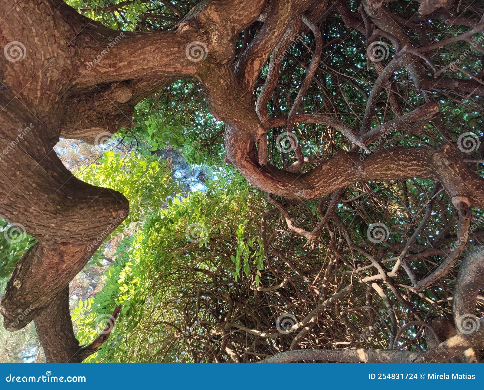 A very old tree stock photo. Image of autumn, leaf, jungle - 254831724