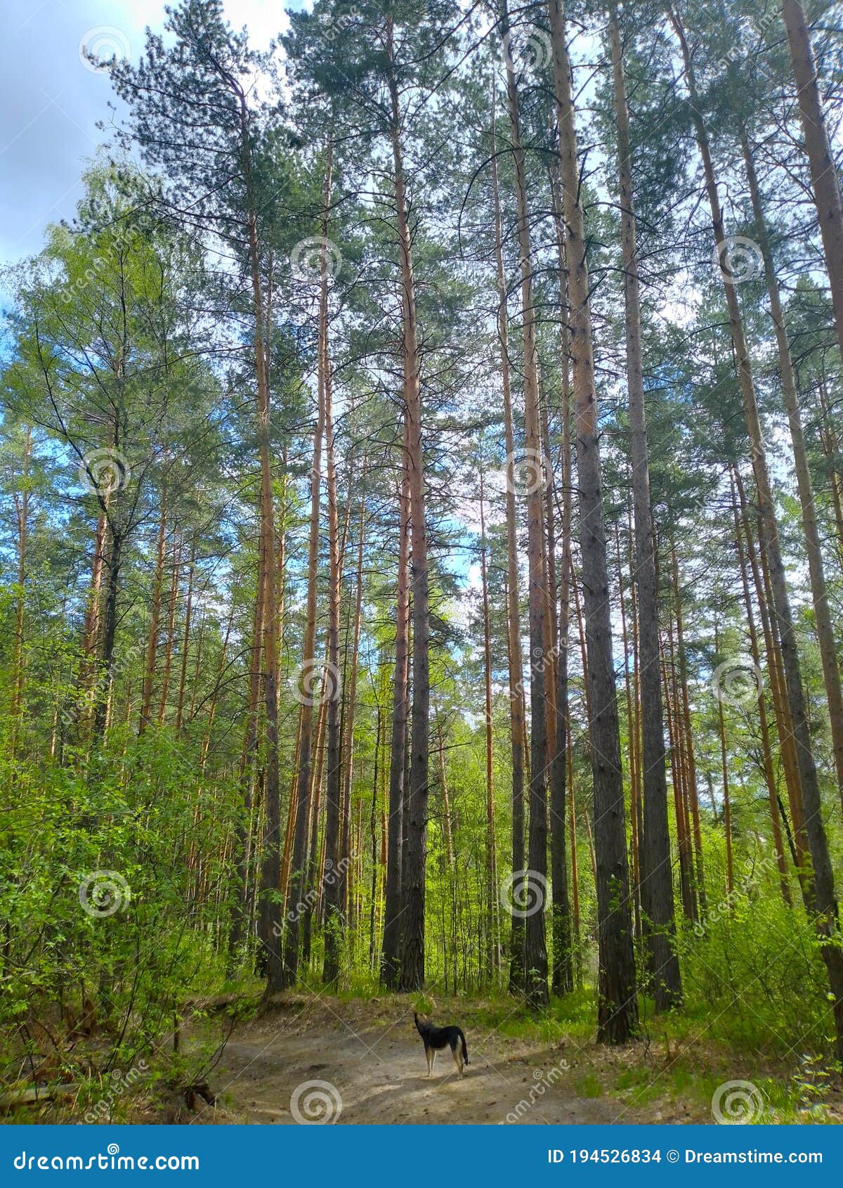 Very old trees stock photo. Image of sunlight, forest - 194526834