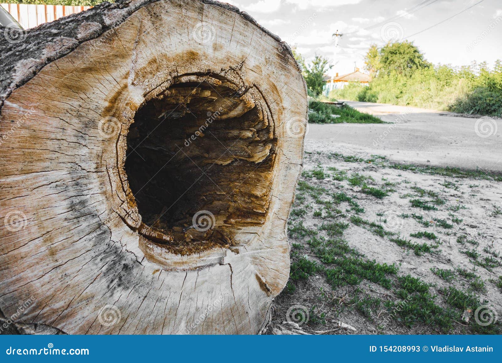 The Very Old Trunk of Tree Rotting from the Inside Stock Image - Image ...