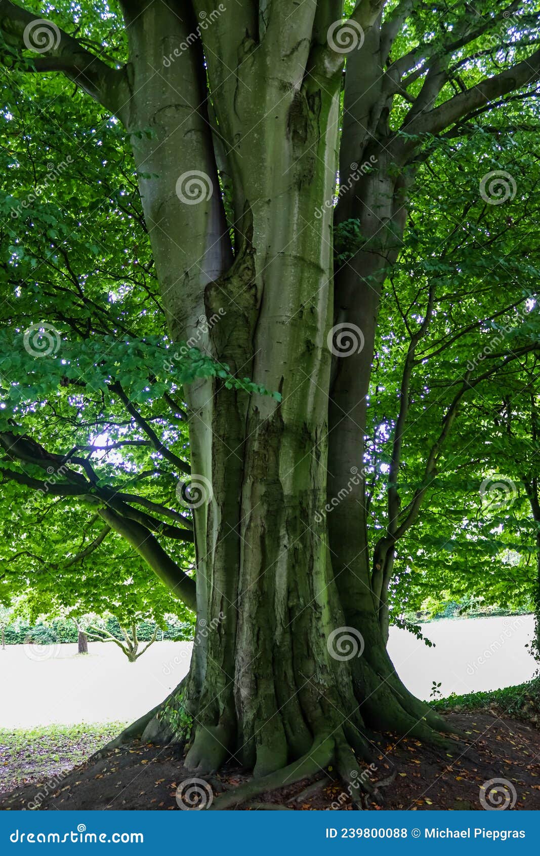 A Very Old Twisted Tree with Many Roots Stock Photo - Image of huge ...