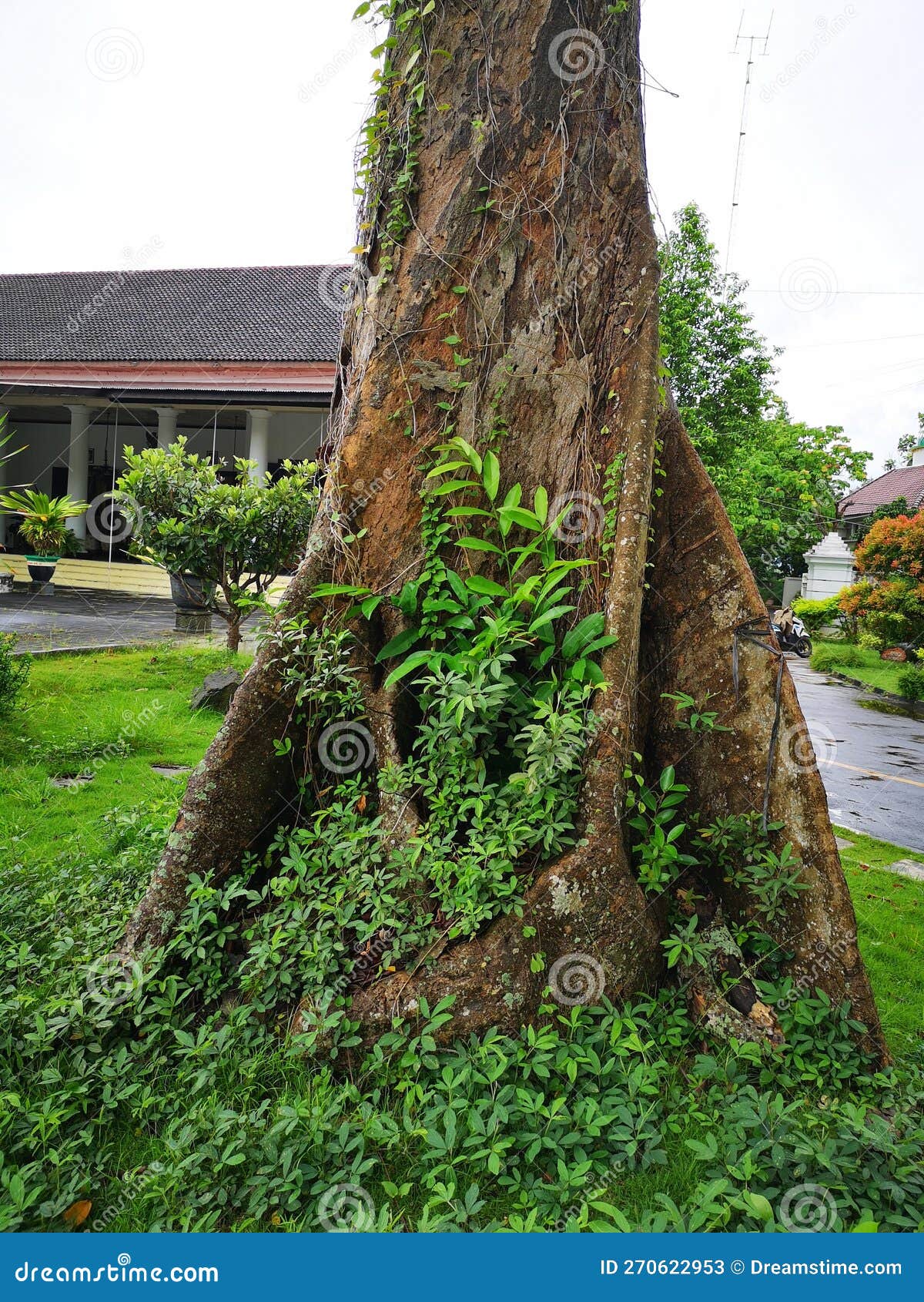 A Very Old Walnut Tree Trunk Hundreds of Years Old. Stock Image - Image ...