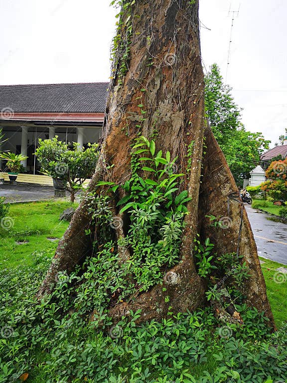 A Very Old Walnut Tree Trunk Hundreds of Years Old. Stock Image - Image ...