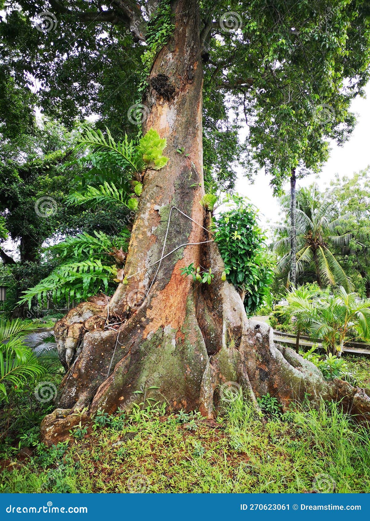 A Very Old Walnut Tree Trunk Hundreds of Years Old. Stock Image - Image ...