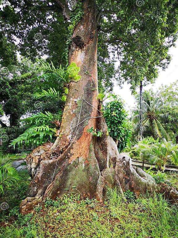 A Very Old Walnut Tree Trunk Hundreds of Years Old. Stock Image - Image ...