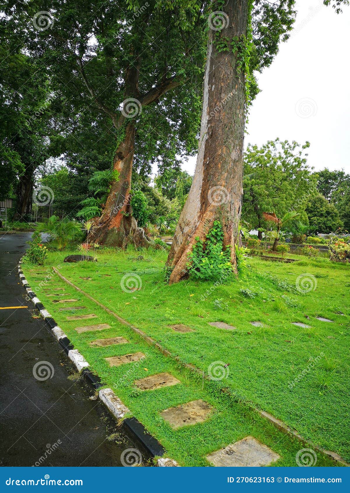A Very Old Walnut Tree Trunk Hundreds of Years Old. Stock Image - Image ...