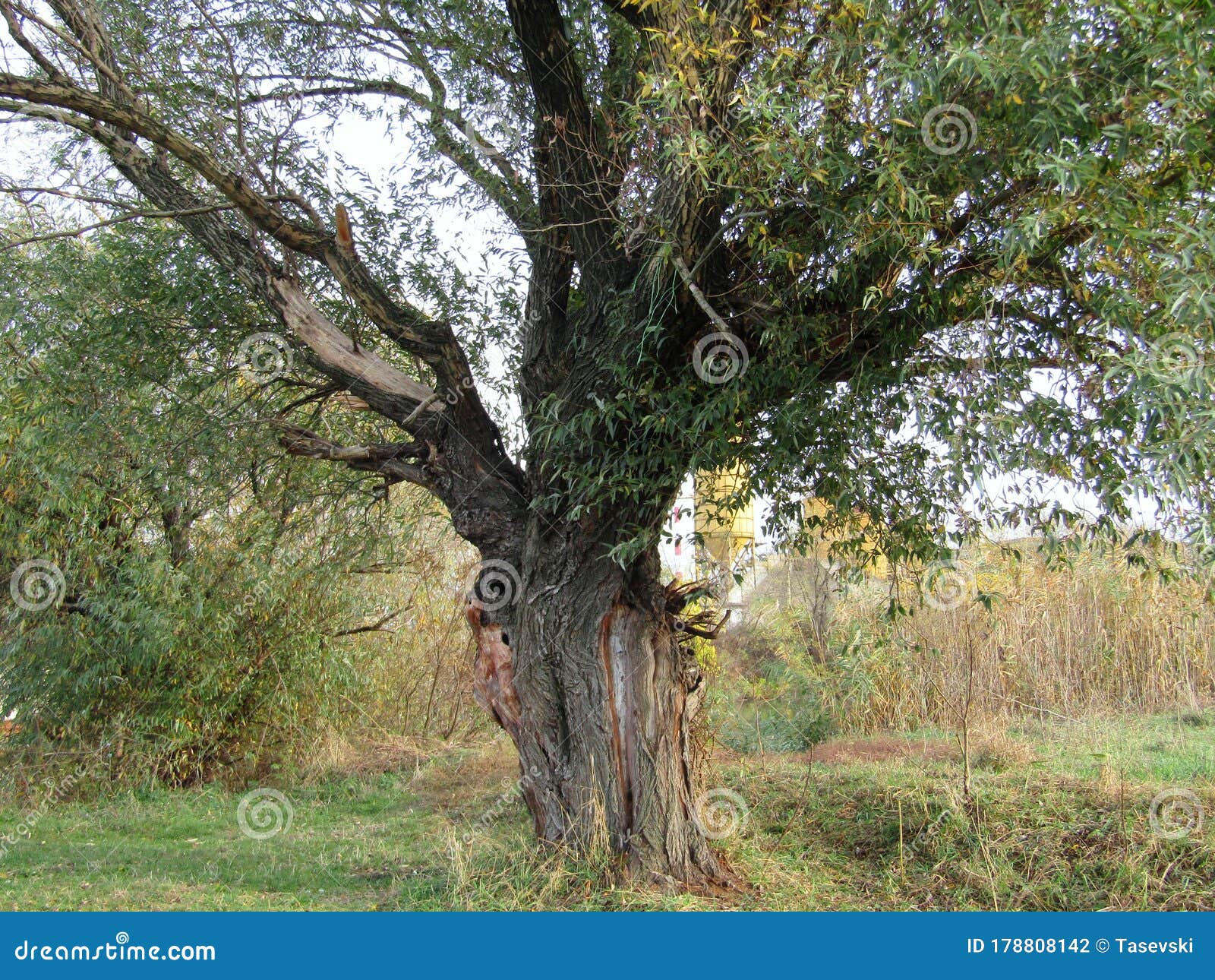 Very old willow tree stock photo. Image of forest, branch - 178808142
