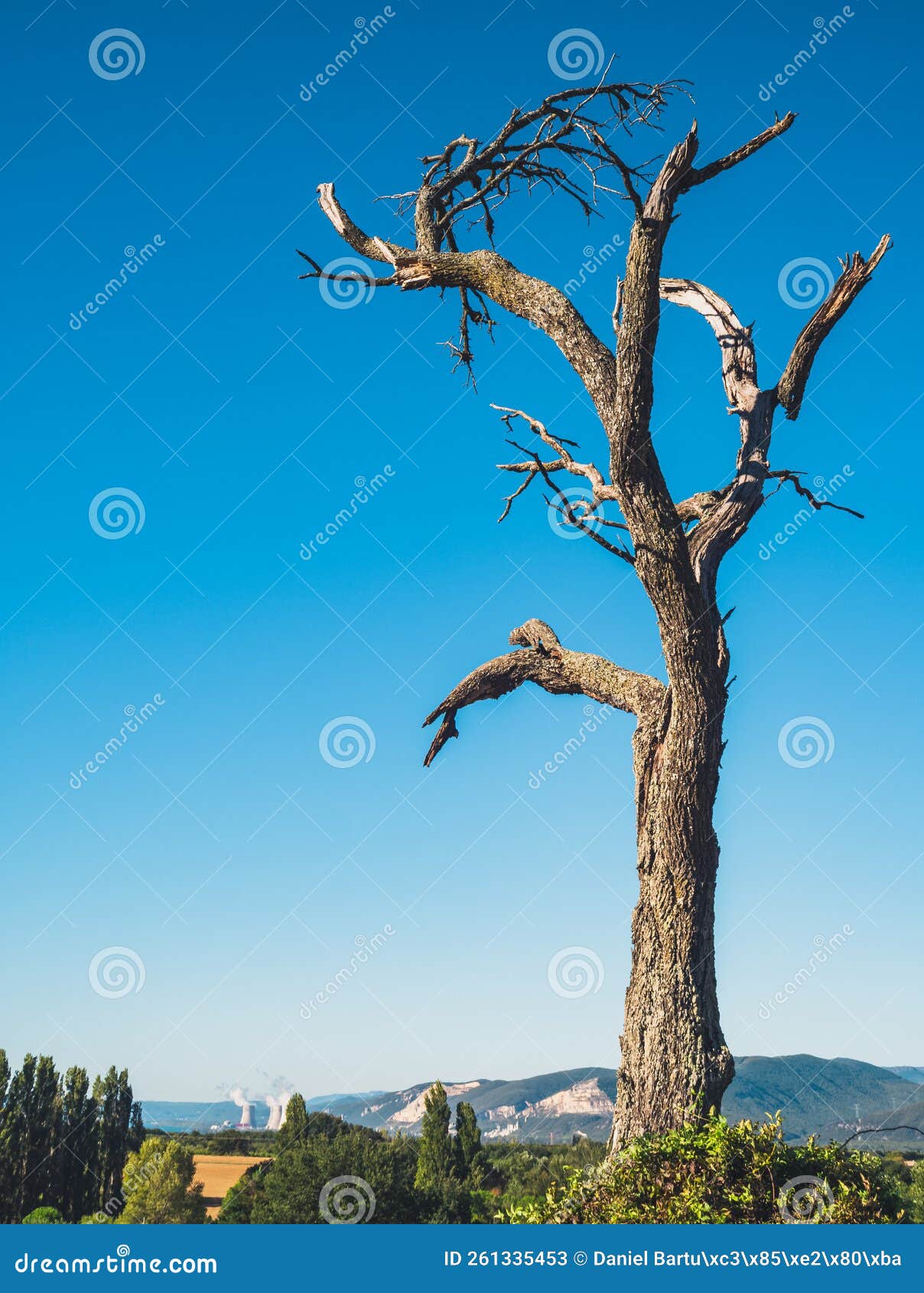 A Very Old Withered Tree Against the Background of a Blue Sky Stock ...