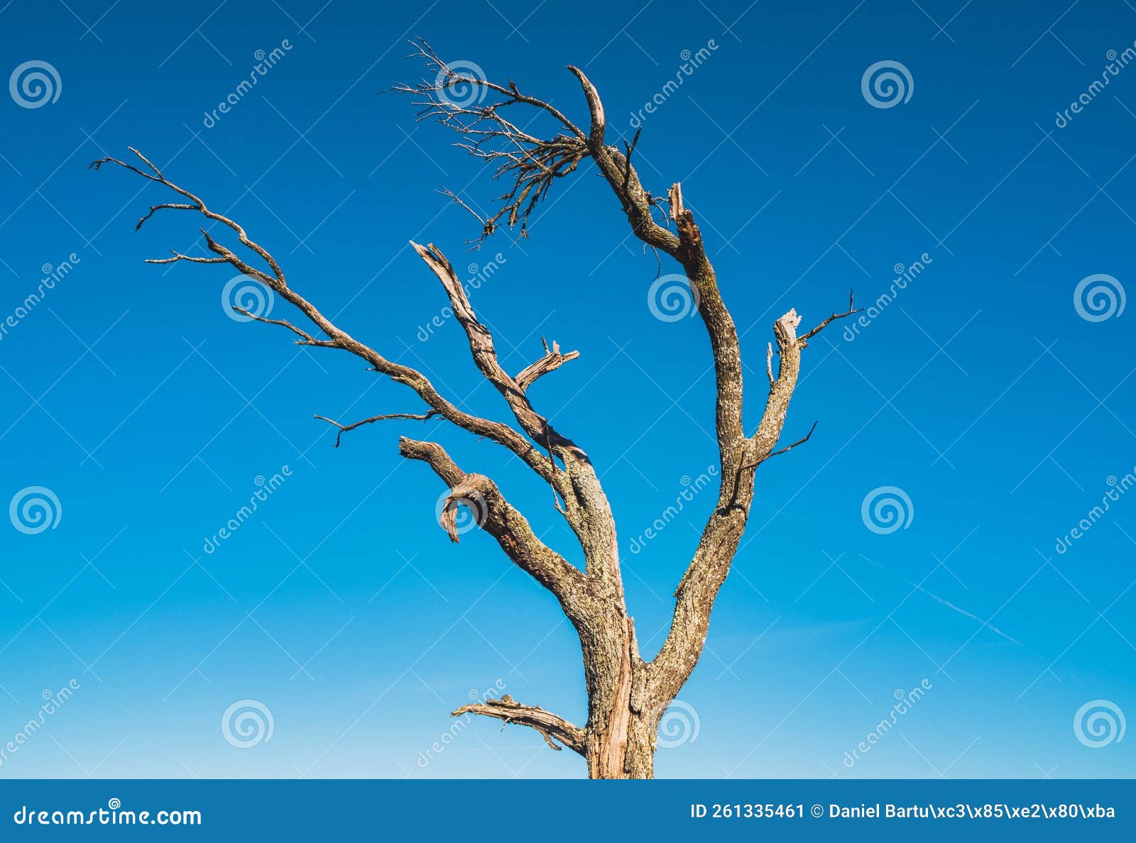 A Very Old Withered Tree Against the Background of a Blue Sky Stock ...