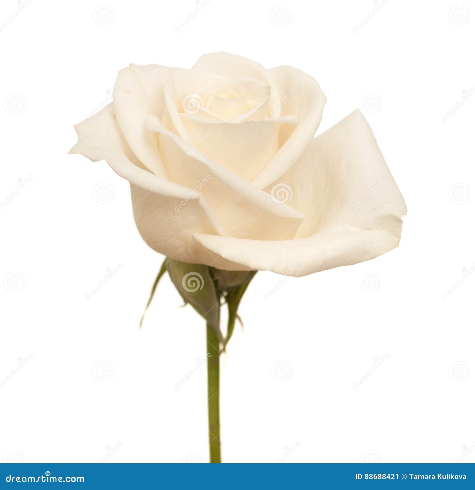 Very pale rose stock image. Image of pretty, ufurl, blooming - 88688421