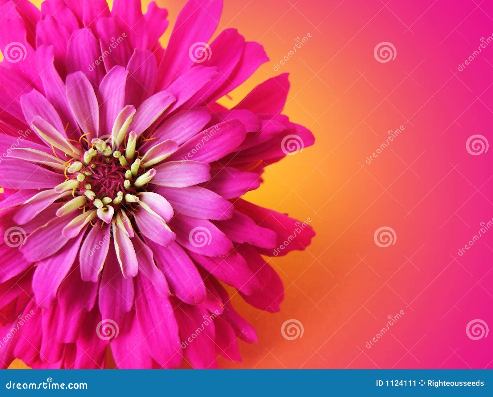 Very Pink stock image. Image of zinnia, nature, petals - 1124111