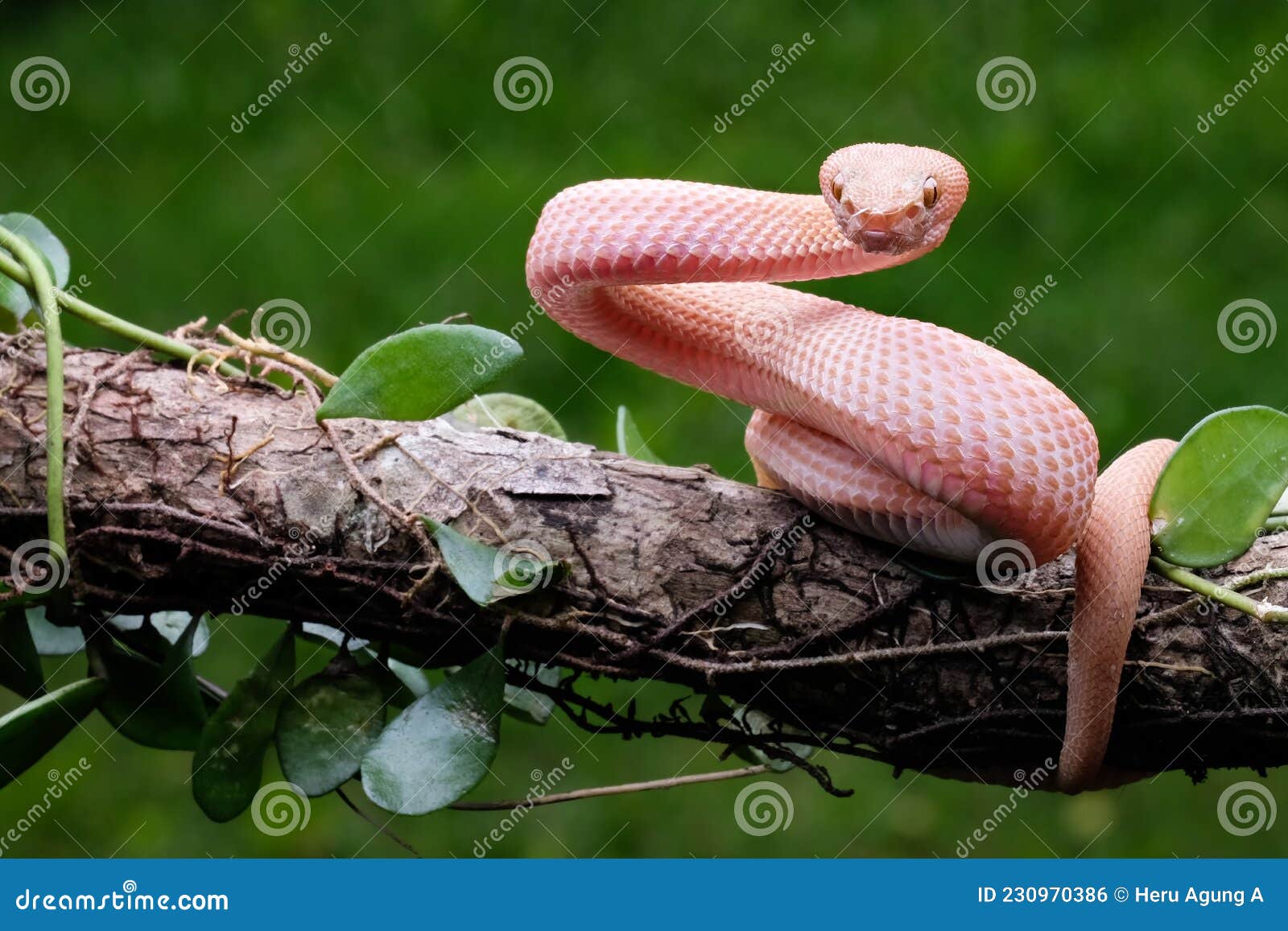 A Very Poisonous Pink Viper is Standing on a Tree Branch Stock Photo ...