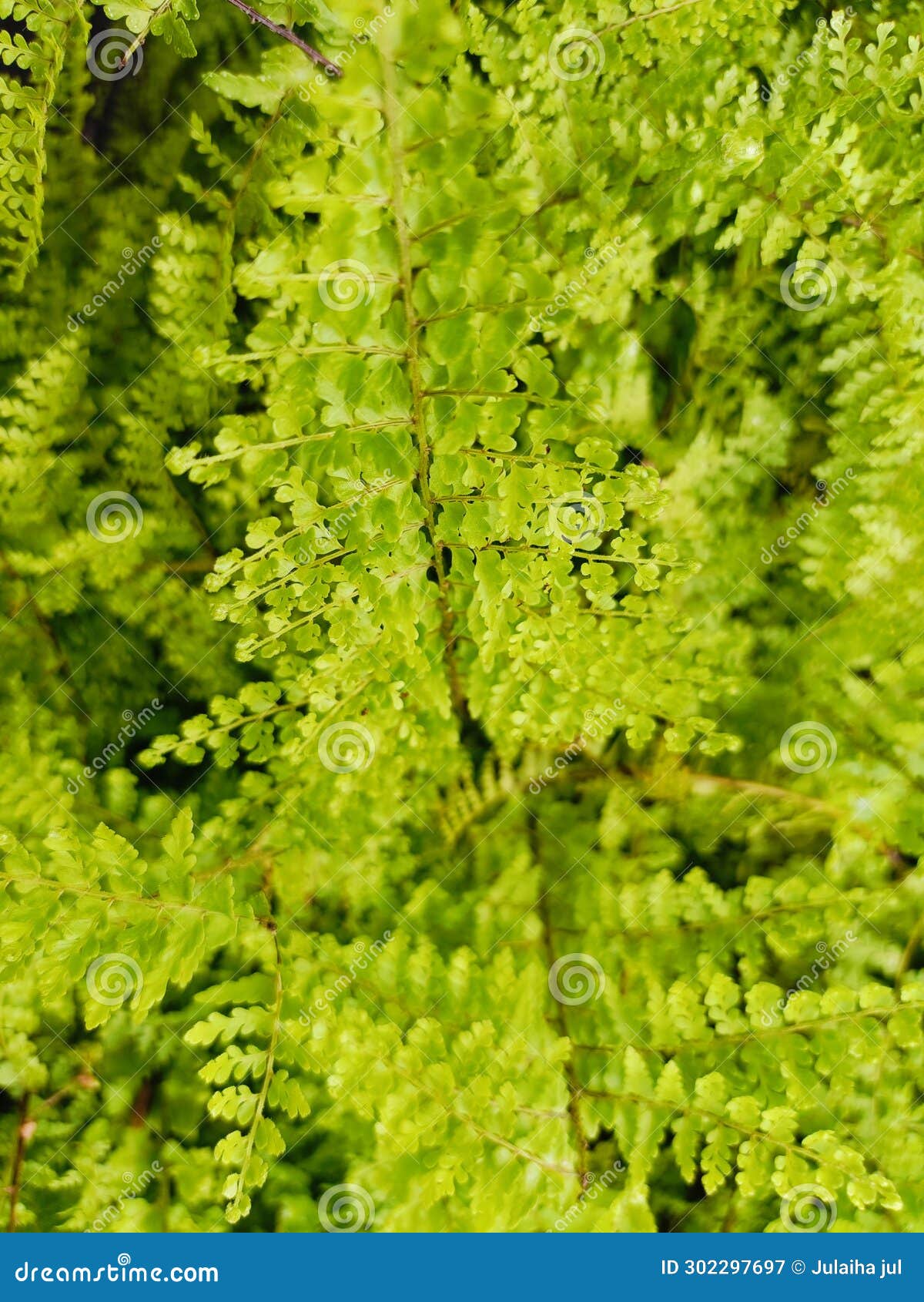 Very Popular Ornamental Fern Leaf Plants Stock Image - Image of ...