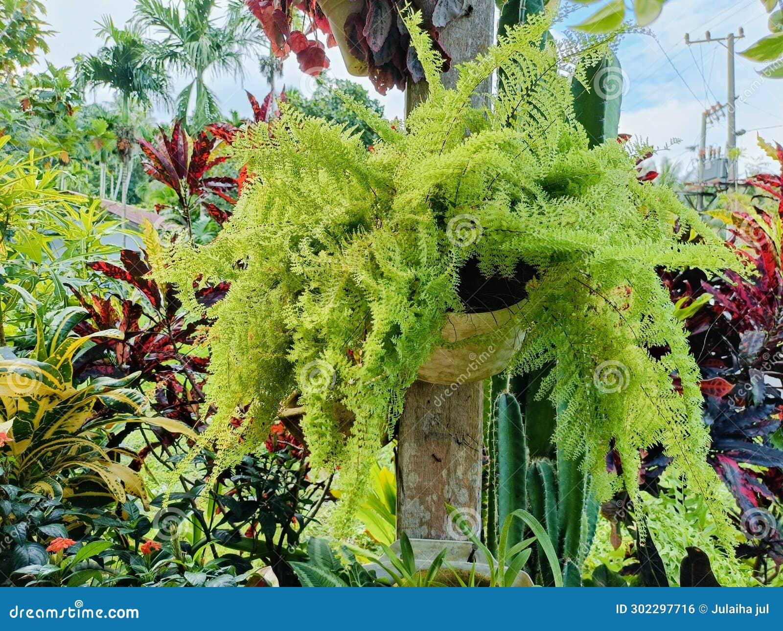 Very Popular Ornamental Fern Leaf Plants Stock Photo - Image of ...