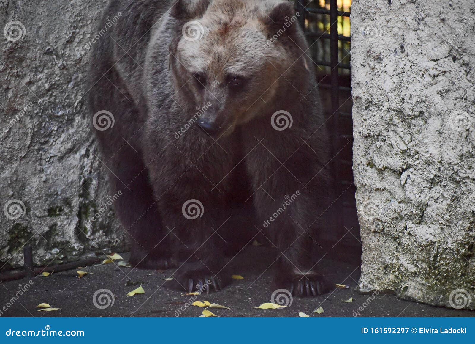 Very Pretty Bear in the Zoo Stock Image - Image of pretty, white: 161592297