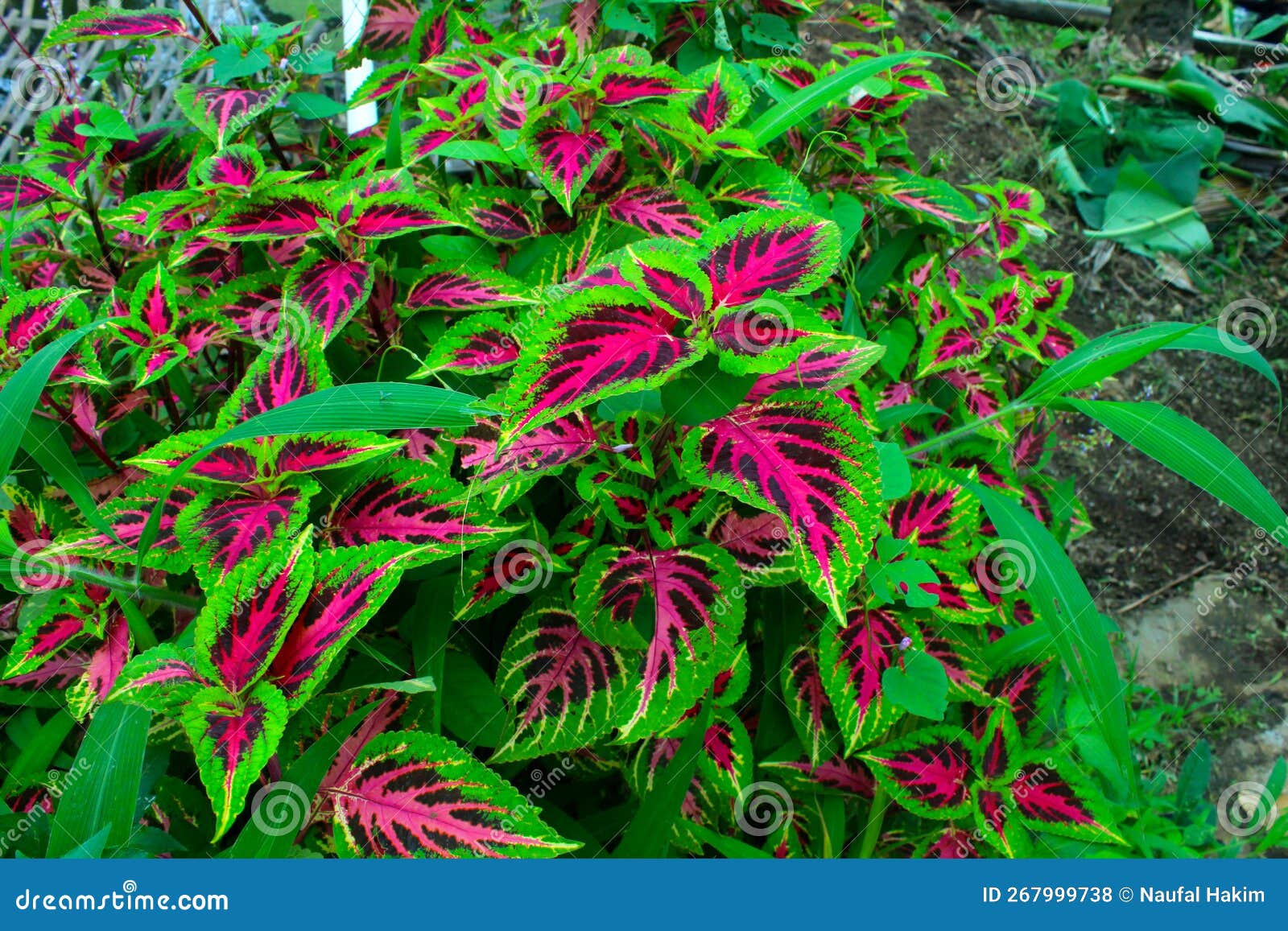 Very Pretty and Beautiful Leaves Stock Photo - Image of green, flora ...