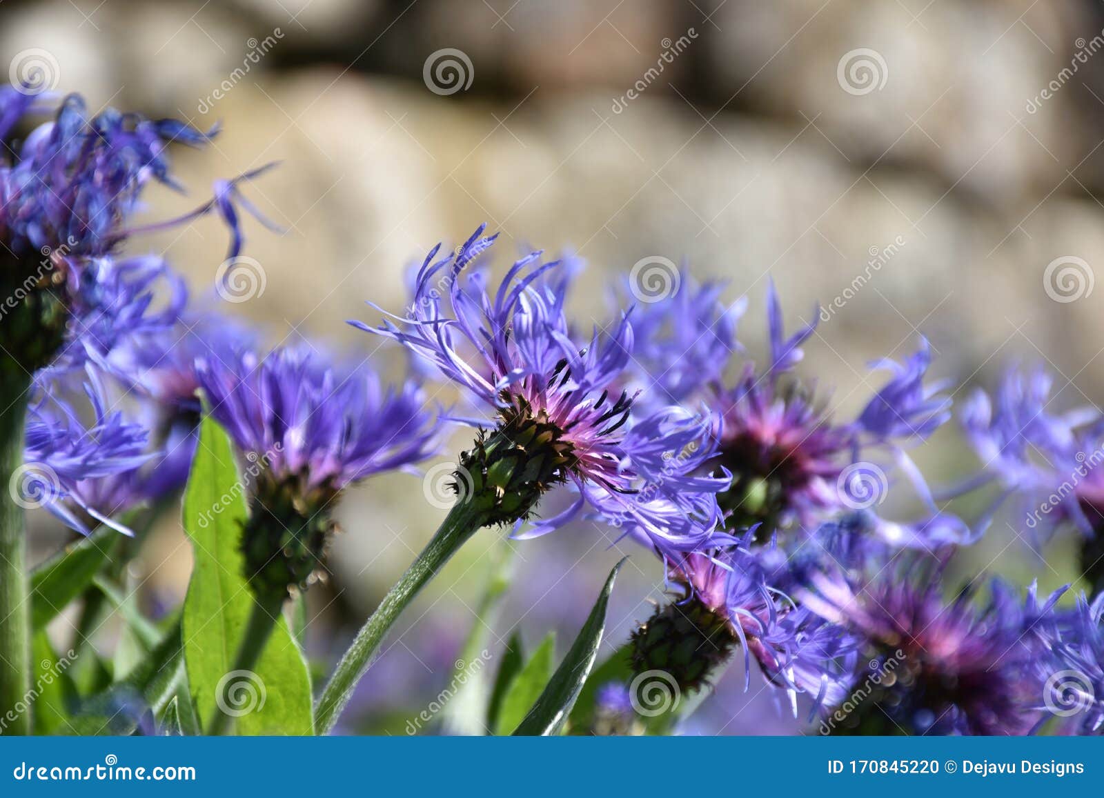 Very Pretty Blue Bachelor Button Flowering in a Garden Stock Photo ...