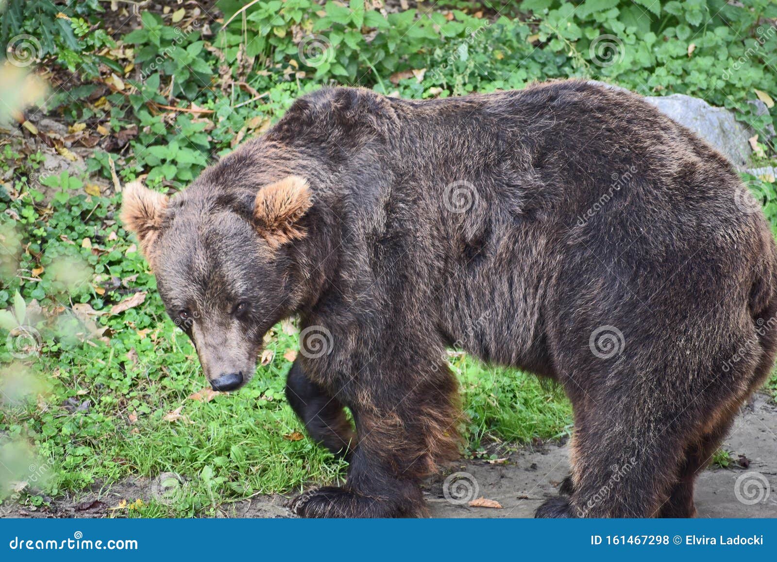 Very Pretty Brown Bear in the Zoo Stock Photo - Image of grase, blue ...