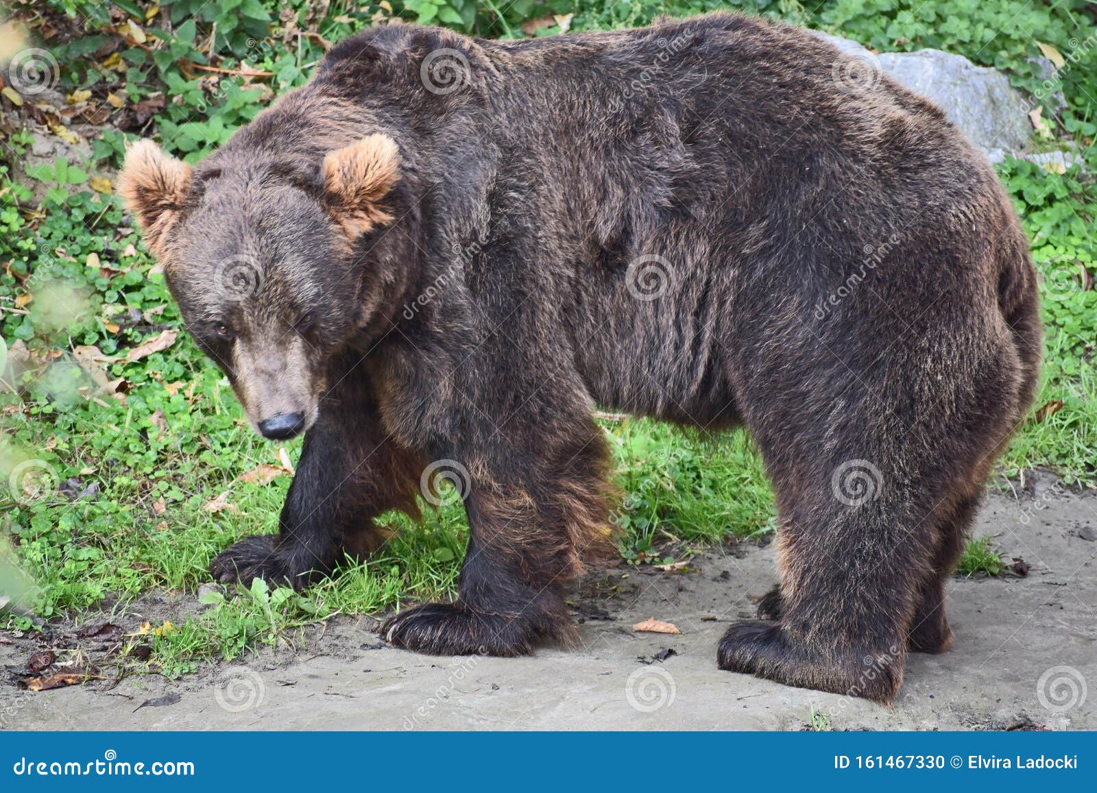 Very Pretty Brown Bear in the Zoo Stock Photo - Image of nice, mongoose ...