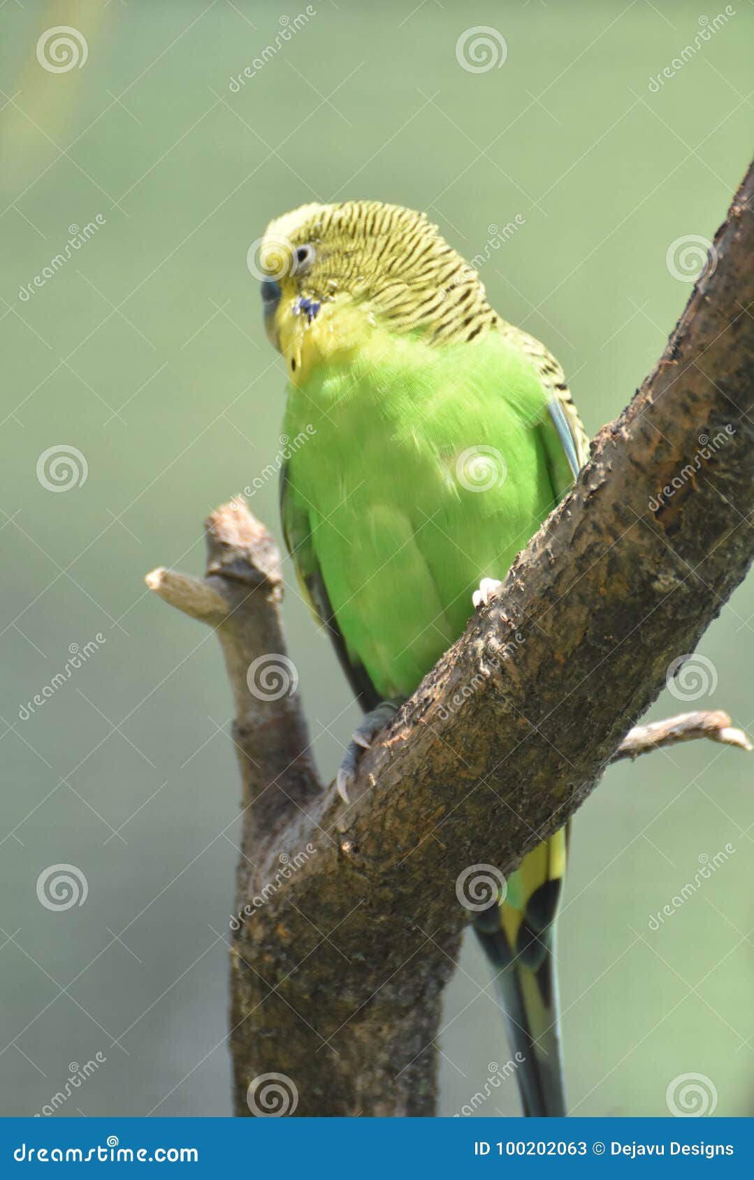 Very Pretty Budgie Sitting in a Tree Stock Image - Image of animal ...