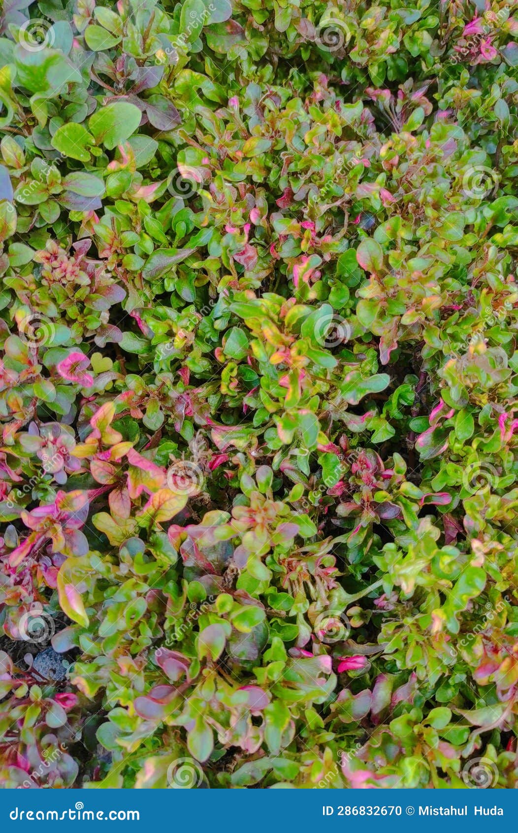 Very Pretty Green Leaf Plant Background Stock Photo - Image of flower ...