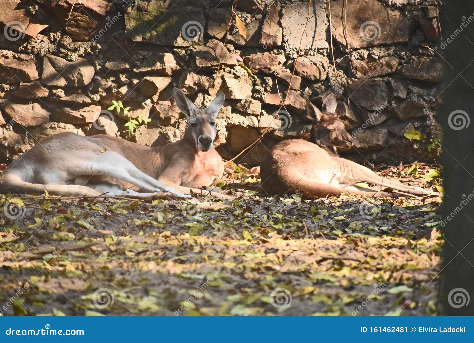 Very Pretty Kangaroo in the Zoo Stock Image - Image of summer, blue ...